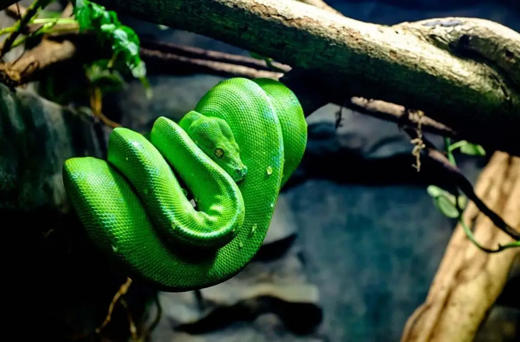 Green Tree Python Care, Handling and Temperament - AZ Reptiles