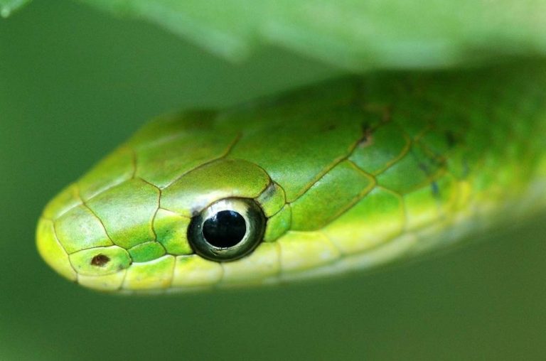 Rough Green Snake: Care, Temperament and Breeding - AZ Reptiles