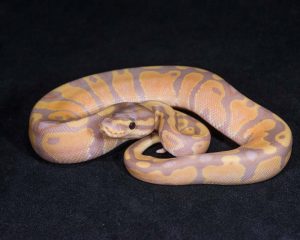 Banana Ball Python: Appearance, Care Guide & Facts - AZ Reptiles