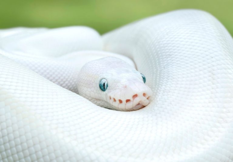 Blue Eyed Leucistic Ball Python Care Sheet and Facts - AZ Reptiles