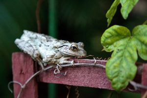 Cuban Tree Frog: Complete Care Guide and Tips - AZ Reptiles