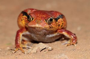 Tomato Frog Care: The Ultimate Guide - AZ Reptiles